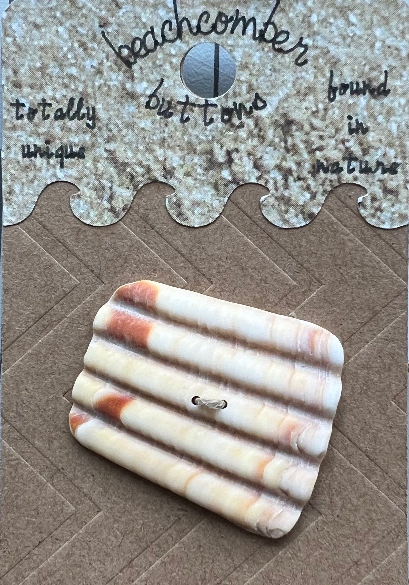 Beachcomber Buttons | Shells | Stones | Shark Teeth Roots | Coral ...
