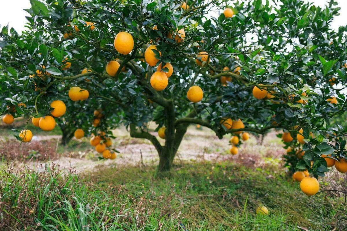 Cara Cara Red Navel Orange Tree - 24-36" Tall - Live Citrus Plant ...
