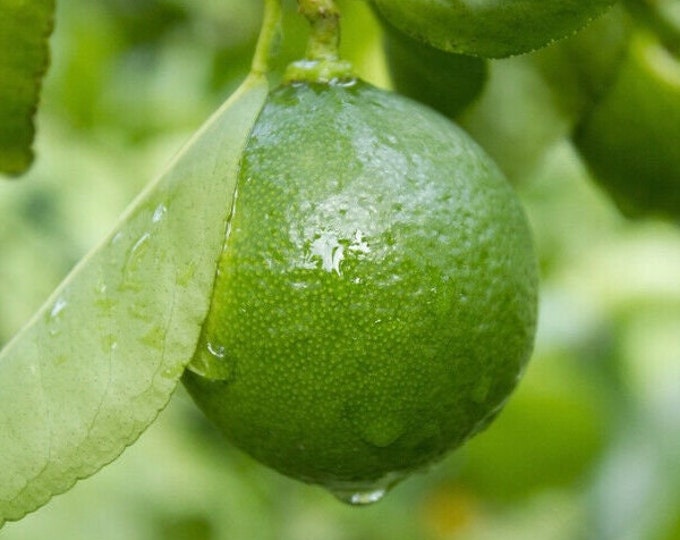 Thornless Mexican Key Lime Tree - 26-30" Tall - Gallon Pot - Live Plant ...