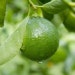 Thornless Mexican Key Lime Tree 26-30 Tall Gallon - Etsy