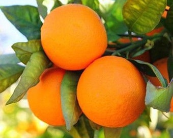 Orange Tree Plant - Etsy