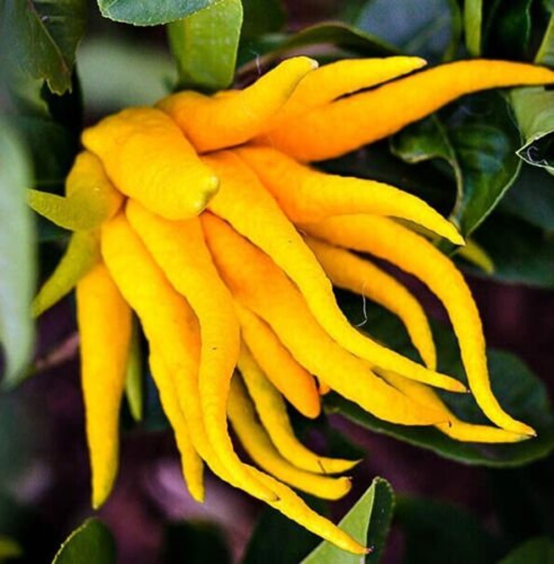 Dwarf Buddhas Hand Citron Tree/bush (fingered Citrus) - 12-24" Tall ...