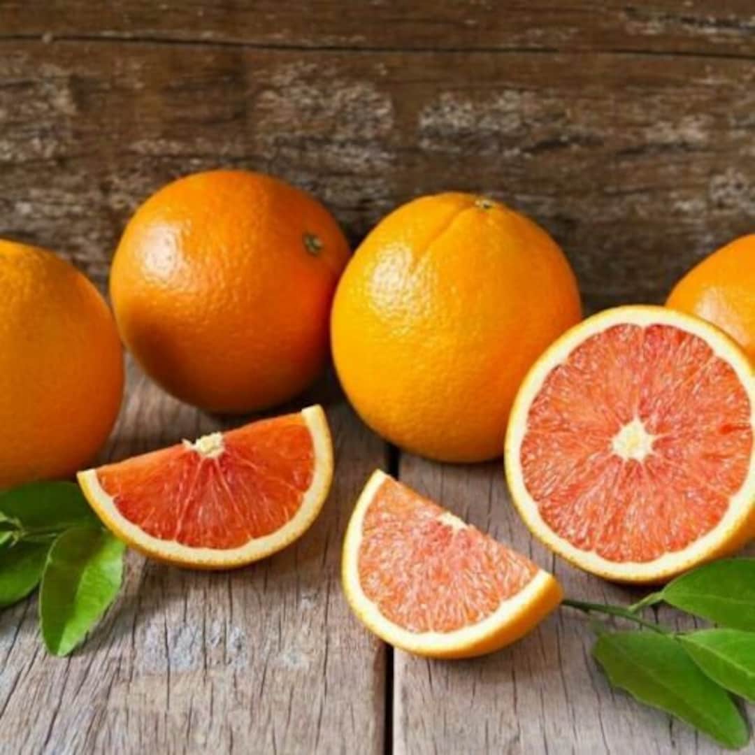 Cara Cara Red Navel Orange Tree - 24-36" Tall - Live Citrus Plant ...