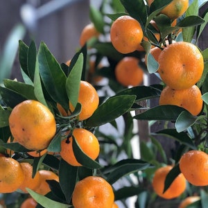 Kishu Mandarin Tree (seedless) - 24-36" Tall - Live Outdoor Citrus ...