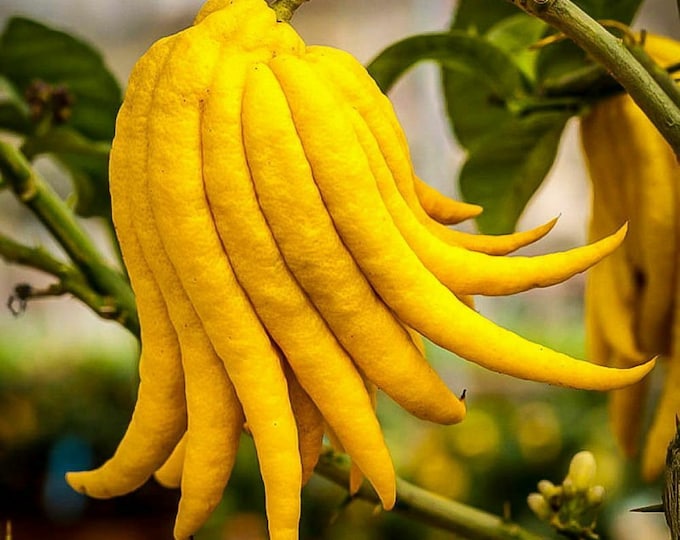 Buddhas Hand Citron Tree/bush fingered Citrus 12-15 Tall 5 Pot Live ...
