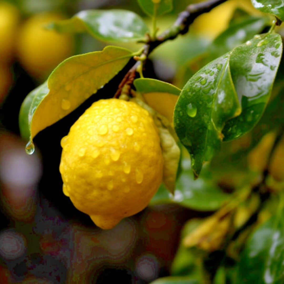 Yuzu Fruit Tree - 12-24" Tall - Live Plant - Gallon Pot - Grafted ...