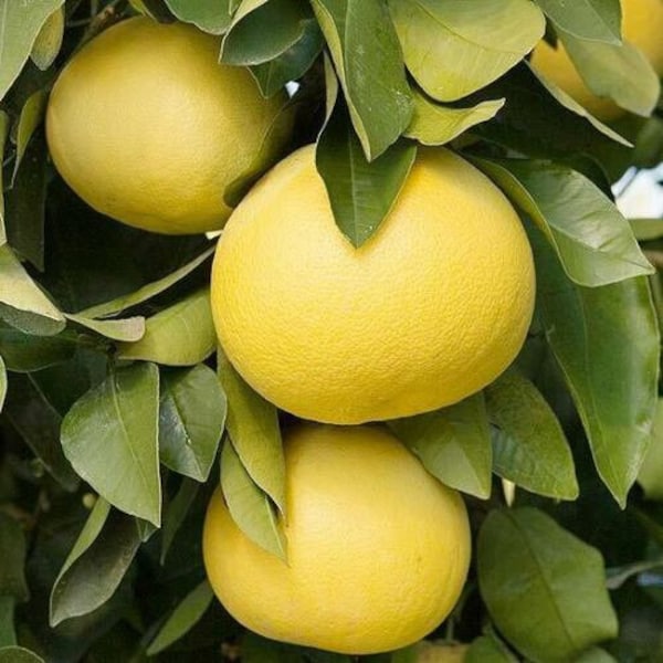 Dwarf Grapefruit Tree - Etsy