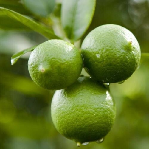 Mexican Key Lime Tree - 24-36" Tall Live Plant - Potted - Grafted ...