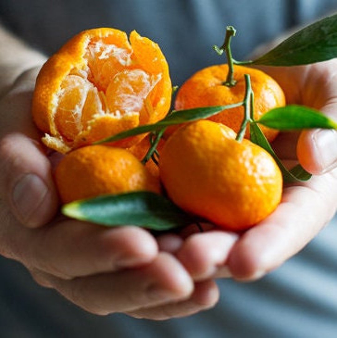 Kishu Mandarin Tree (seedless) - 24-36" Tall - Live Outdoor Citrus ...