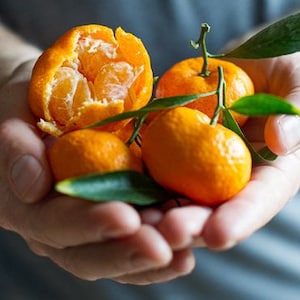 Kishu Mandarin Tree (seedless) - 24-36" Tall - Live Outdoor Citrus ...