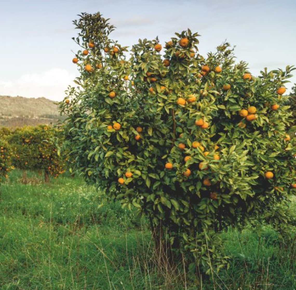 Kishu Mandarin Tree (seedless) - 24-36" Tall - Live Outdoor Citrus ...