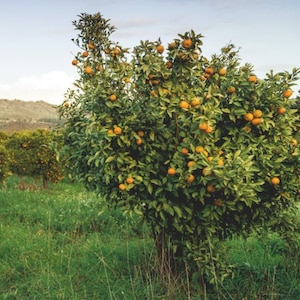 Kishu Mandarin Tree (seedless) - 24-36" Tall - Live Outdoor Citrus ...