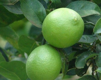 Thornless Mexican Key Lime Tree - 26-30" Tall - Gallon Pot - Live Plant ...