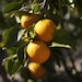 Seville Orange Tree - 12-24" Tall - Live Fruit Plant - Ships Potted ...