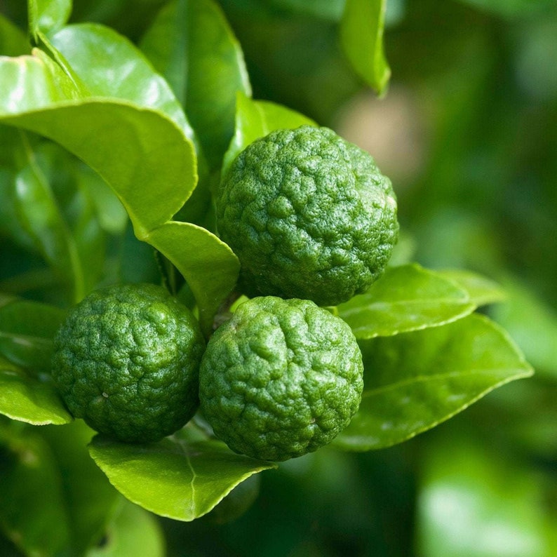 Kaffir Lime Tree - 24-36" Tall - (thai/makrut Lime) - Live Plant ...
