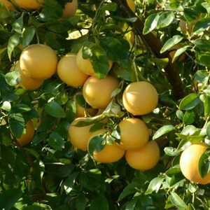 Dwarf Duncan Grapefruit Tree - 26-30" Tall - Live Citrus Plant - Gallon ...