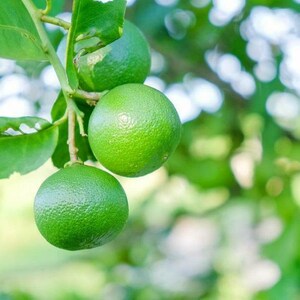 Mexican Key Lime Tree - 24-36" Tall Live Plant - Potted - Grafted ...