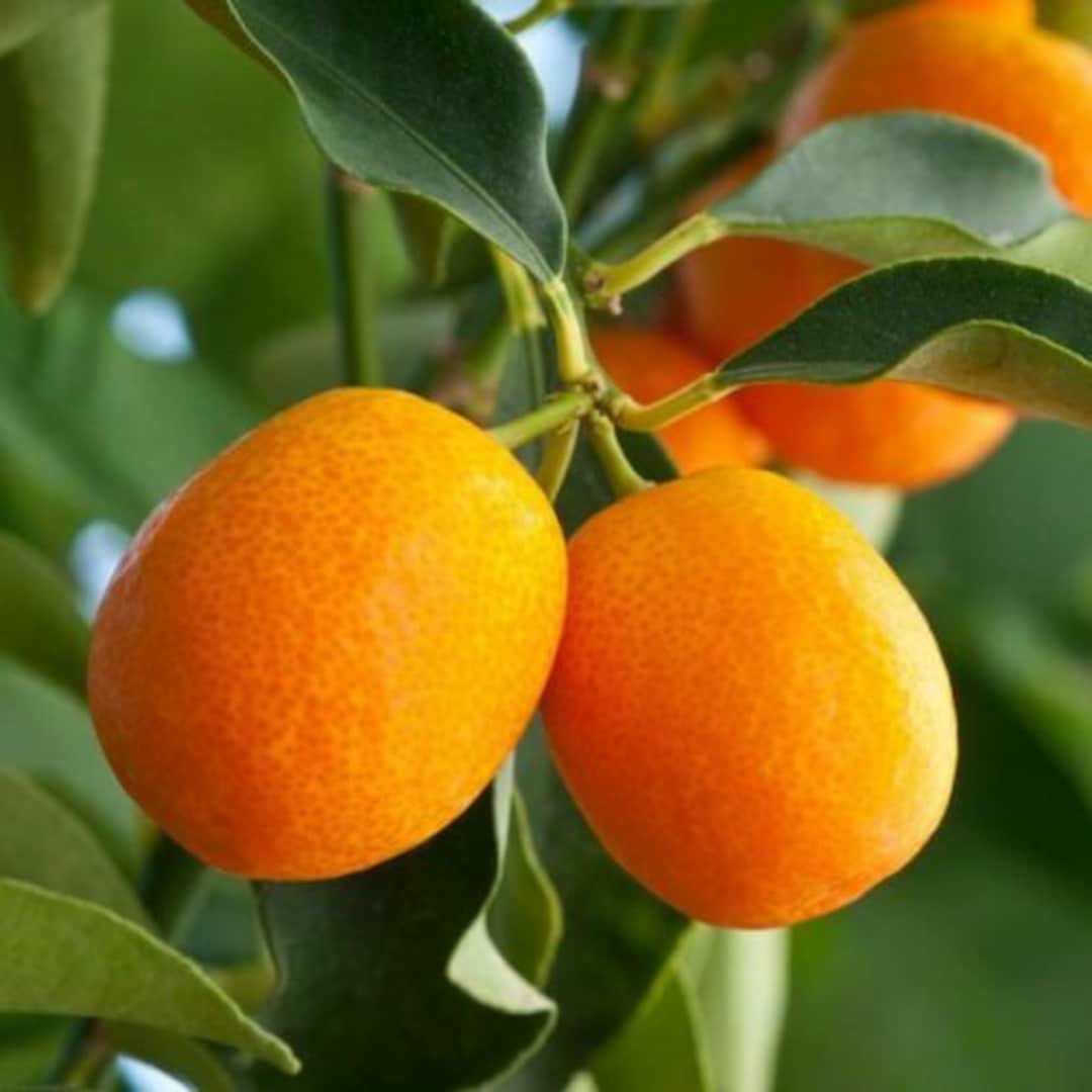 Meiwa Kumquat Tree - 12-24" Tall Live Plant - Ships Potted - Grafted ...