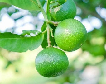 Dwarf Mexican Key Lime Tree 26-30 Tall Live Citrus - Etsy