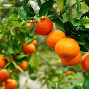 Kishu Mandarin Tree (seedless) - 24-36" Tall - Live Outdoor Citrus ...