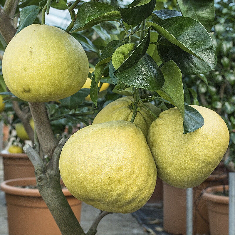 Honey Pomelo Tree