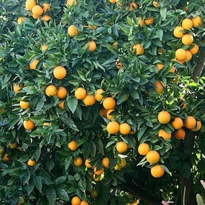 Valencia Orange Tree - 24-36" Tall Live Plant - Ships Potted - Grafted ...