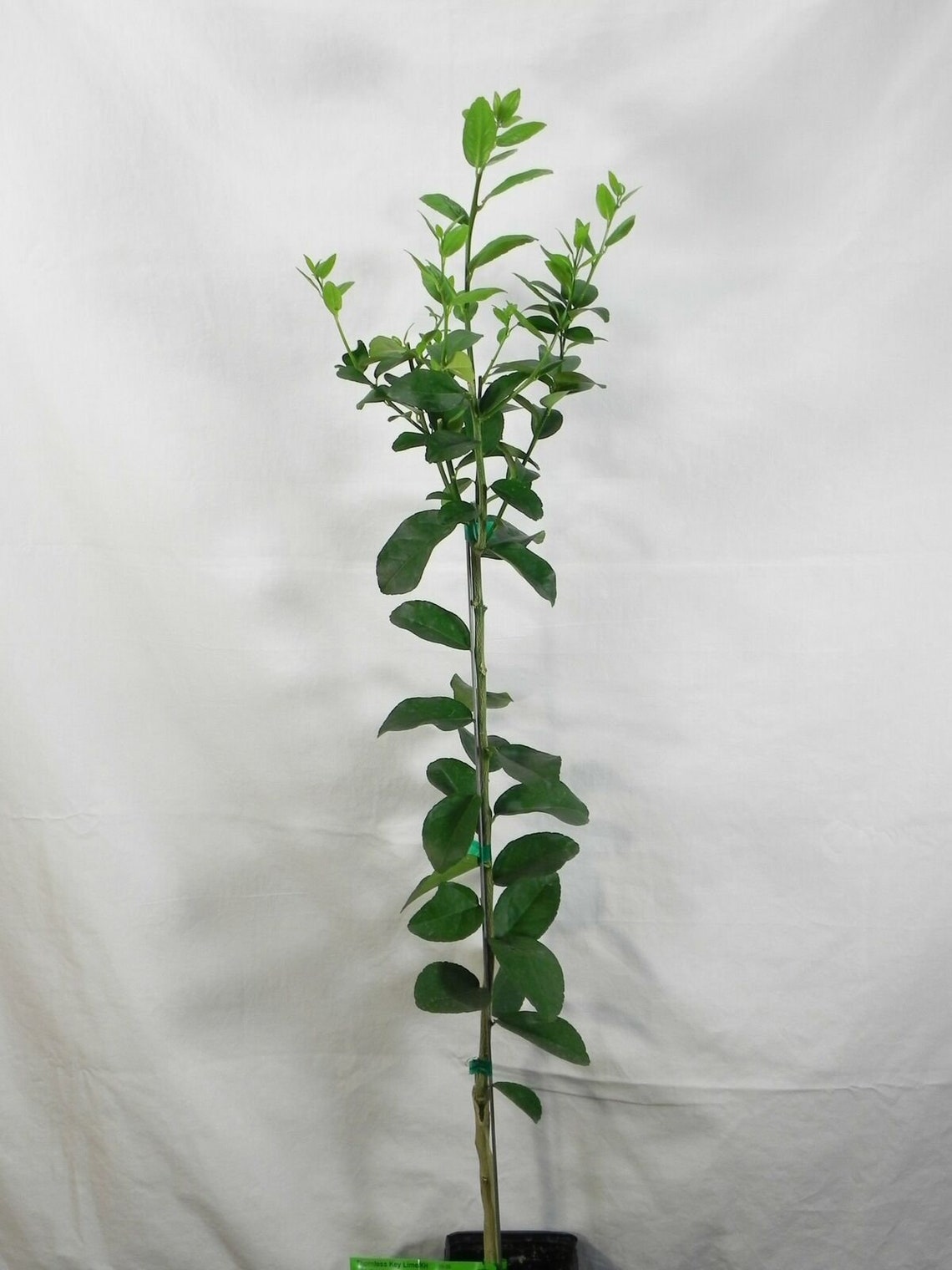 Thornless Mexican Key Lime Tree 26-30 Tall Gallon - Etsy