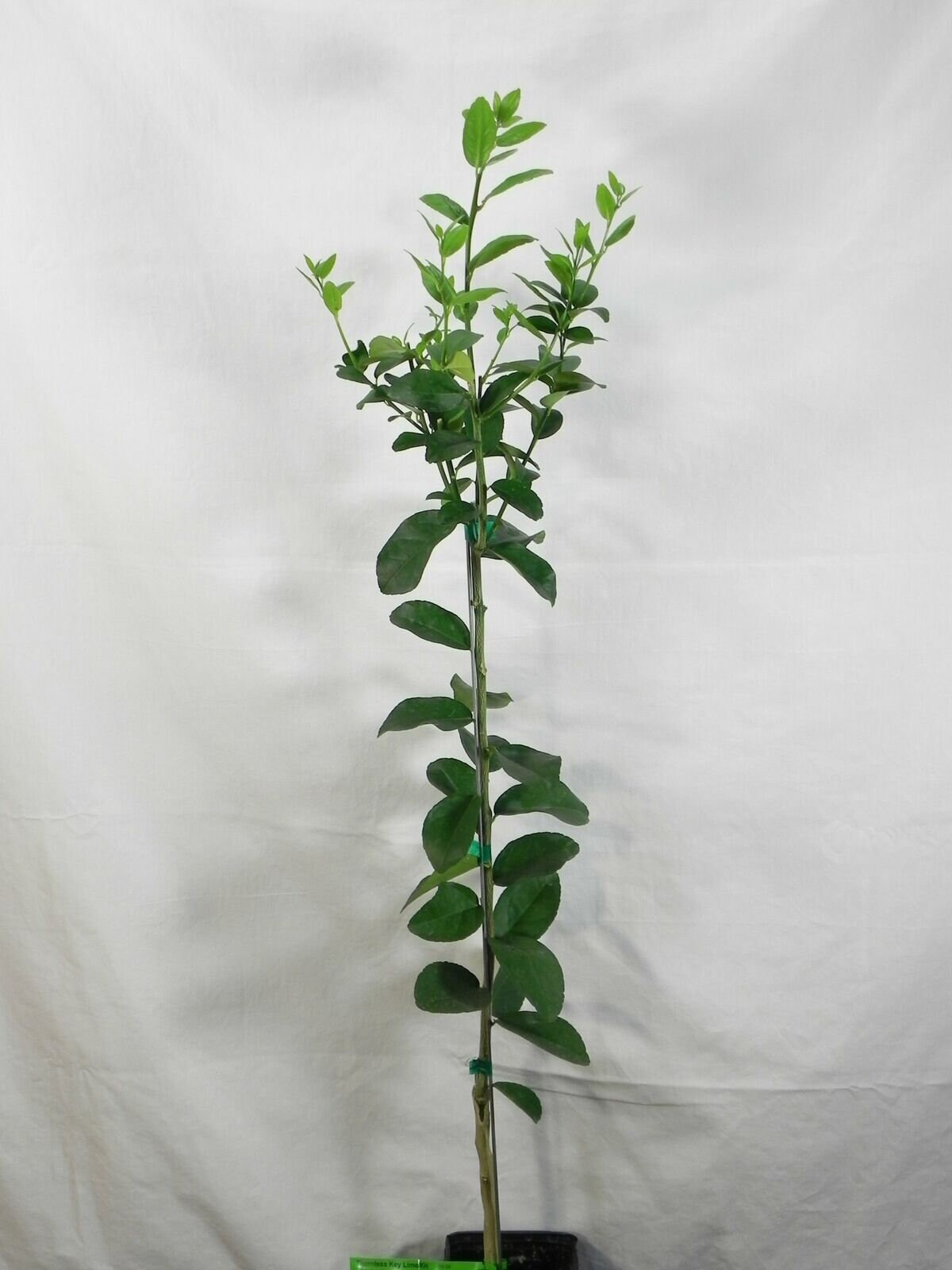 Thornless Mexican Key Lime Tree 26-30 Tall Gallon - Etsy
