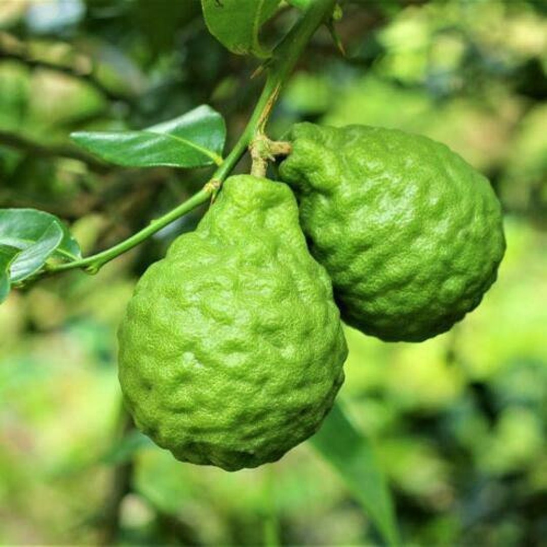Kaffir Lime Tree/bush - 12-15" Tall - (thai/makrut Lime) - 5" Pot ...