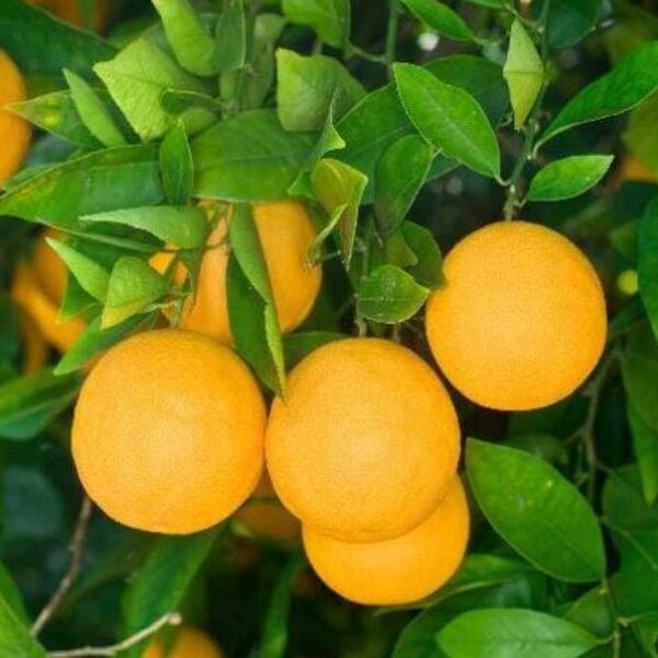 Dwarf Fruit Tree - Etsy