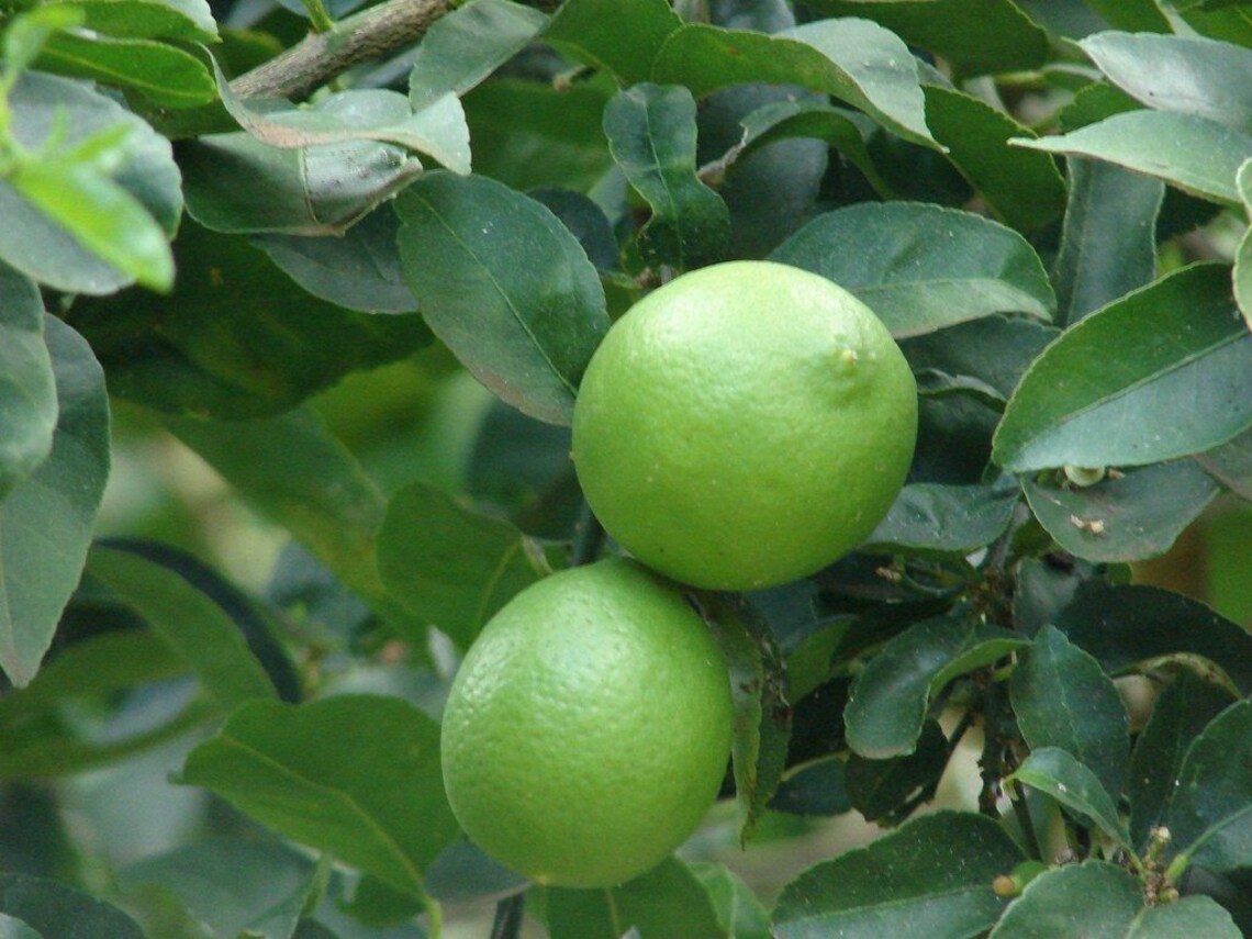 Thornless Mexican Key Lime Tree 26-30 Tall Gallon - Etsy