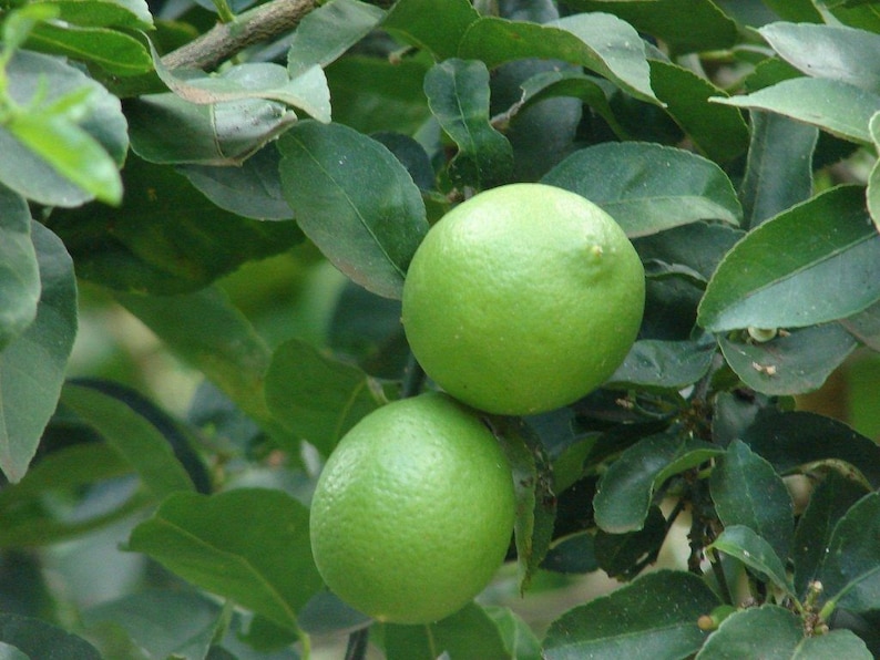 Thornless Mexican Key Lime Tree 26-30 Tall Gallon - Etsy