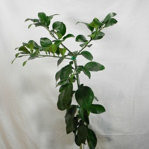 Dwarf Duncan Grapefruit Tree - 26-30" Tall - Live Citrus Plant - Gallon ...