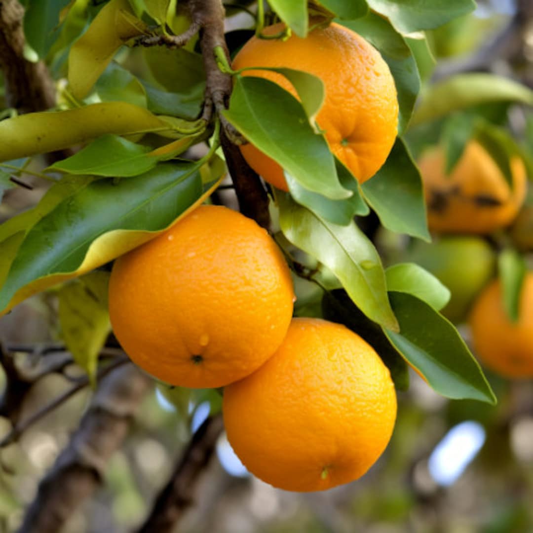 Seville Orange Tree - 12-24" Tall - Live Fruit Plant - Ships Potted ...