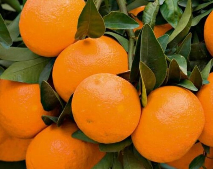 Clementine Mandarin Tree - Etsy