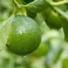 Thornless Mexican Key Lime Tree 26-30 Tall Gallon - Etsy