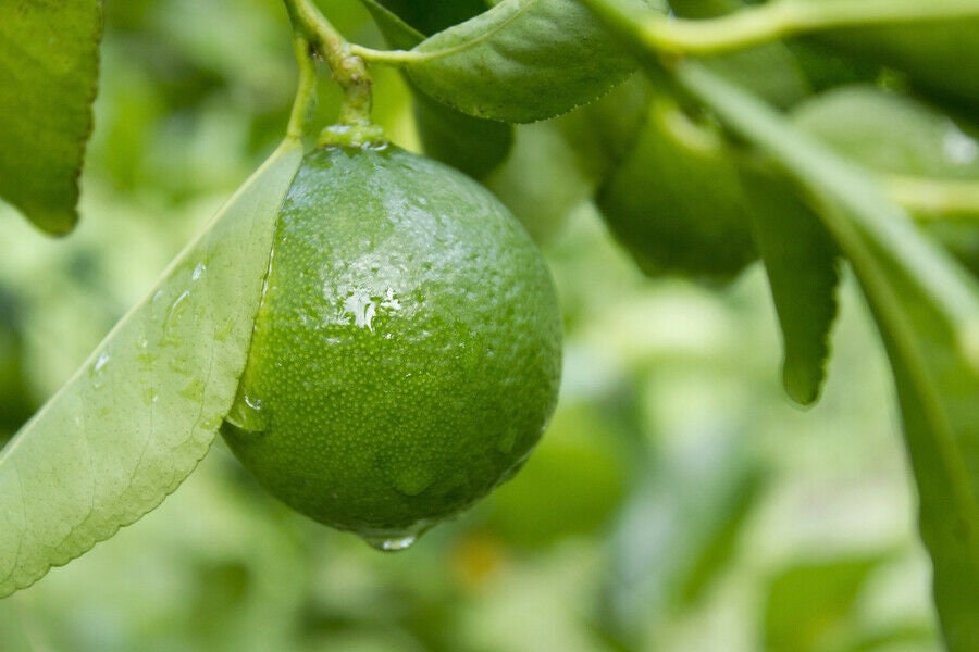 Thornless Mexican Key Lime Tree 26-30 Tall Gallon - Etsy