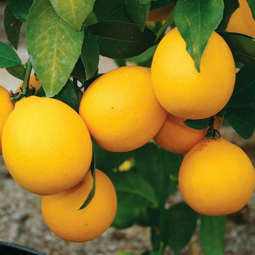 Dwarf Meyer Lemon Tree - 26-30" Tall - Gallon Pot - Live Indoor/patio ...