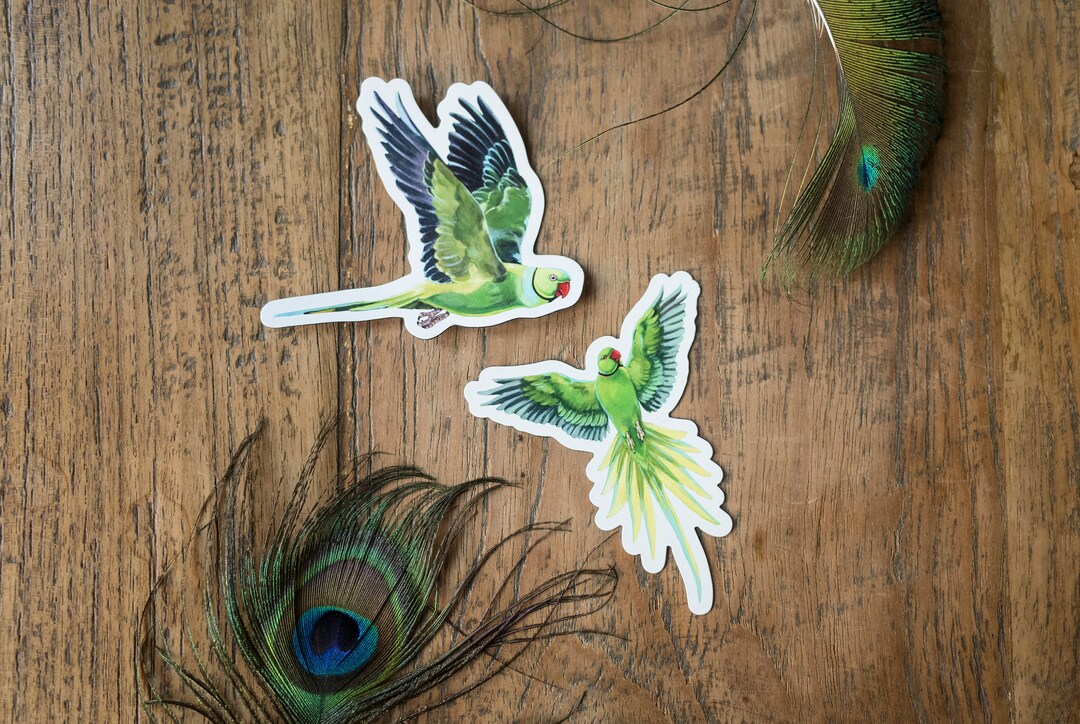 SET of 2 Ringneck Parrots Fridge Magnet | Parrot | Radhe Gendron Art ...