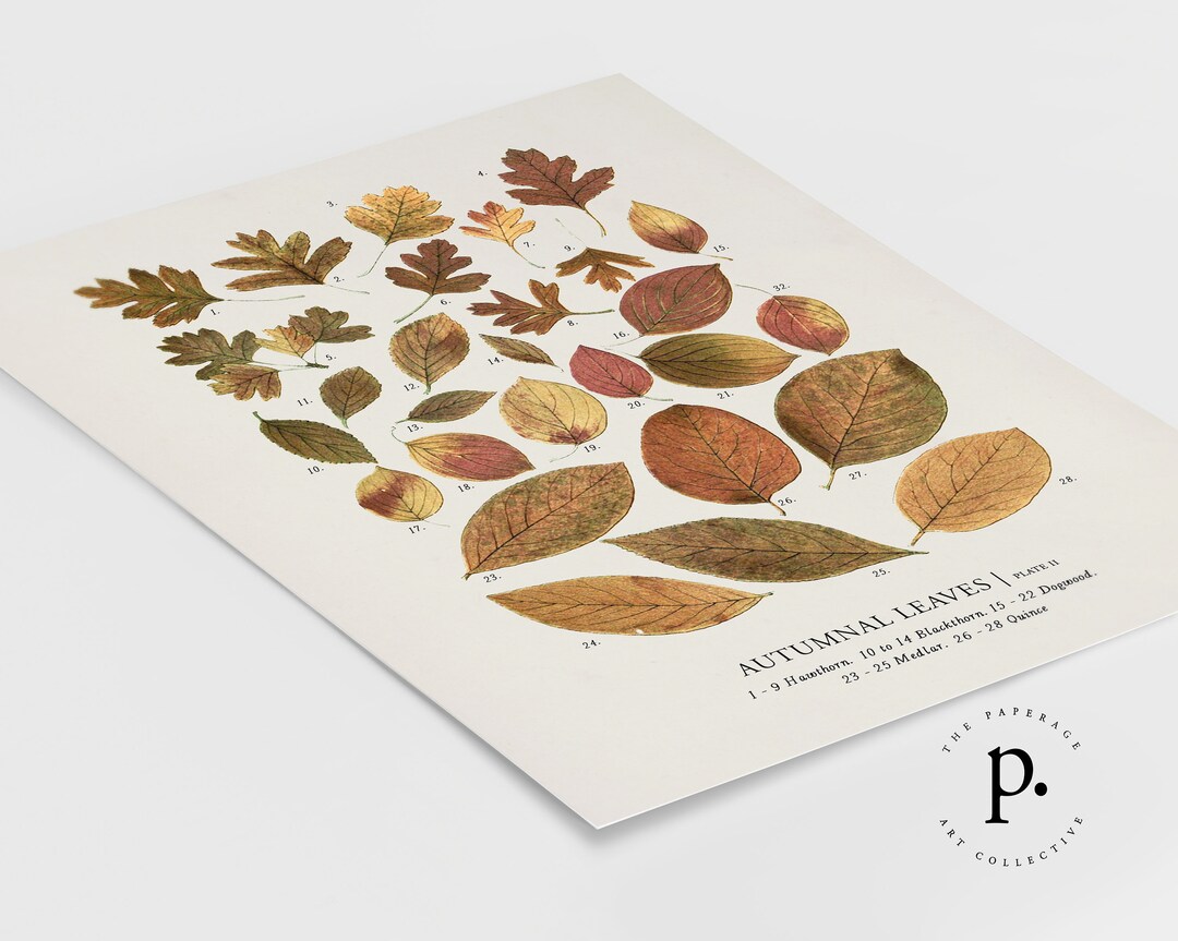 Vintage Fall Leaves, Leaf Study, Autumn Leaves Print, Downloadable ...