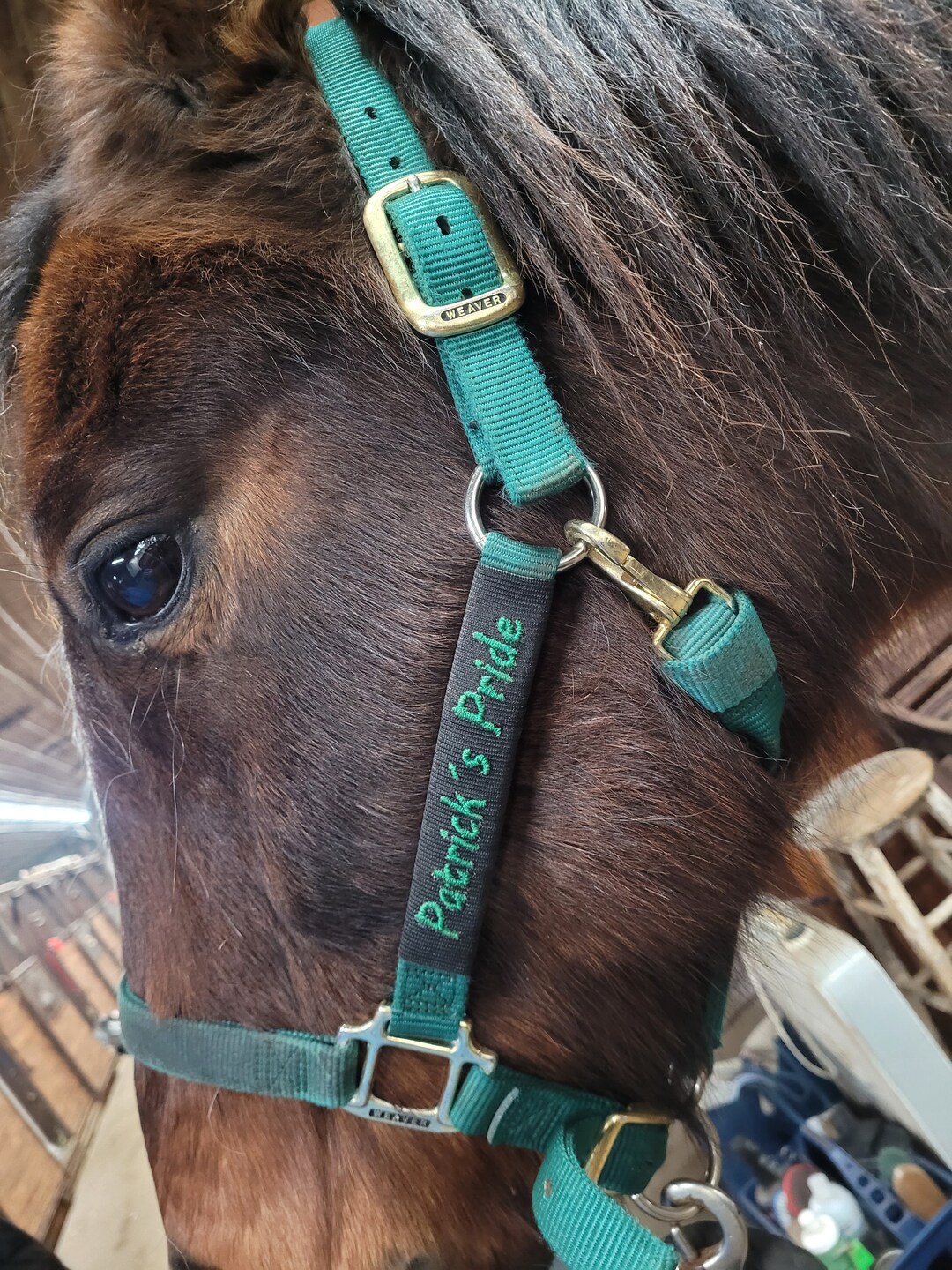 LARGE Halter Sleeve 3x6, Custom Horse Halter Name Tag Halter NOT ...