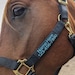 SMALL/MEDIUM Embroidered Halter Sleeves, Custom Horse Halter Name Tag ...