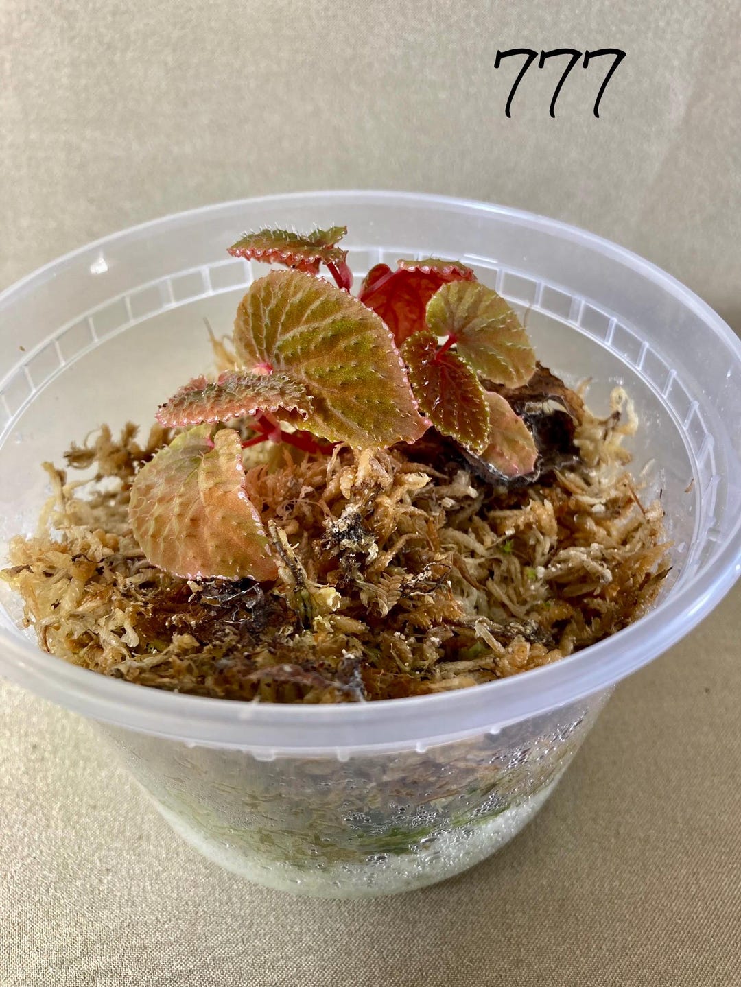 Compact Begonia Ruthaie Terrarium Plant - 2 in Pot - Actual Plant 277 ...