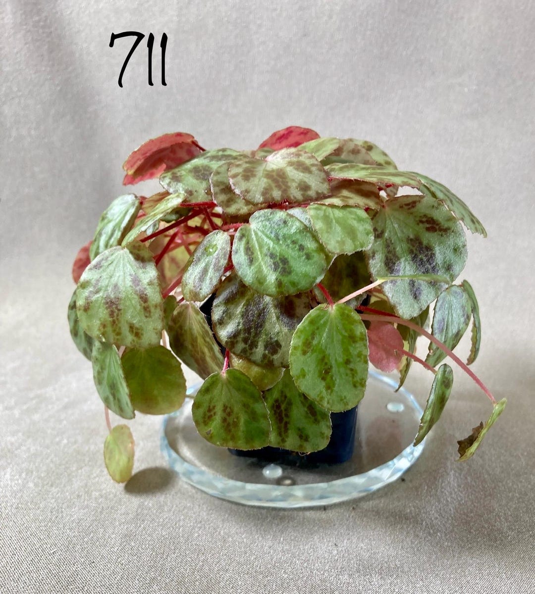 Begonia Biejnenii in 2 Pot, Begonia Miniature. Rare Terrarium/vivarium ...