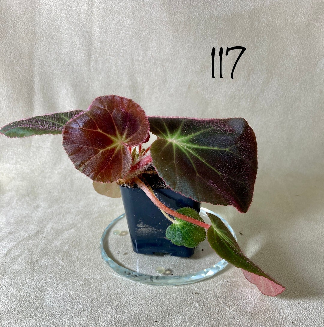 Plante réelle de bégonia subacida. Pot de 2 pouces. Origine Bahai, nord ...