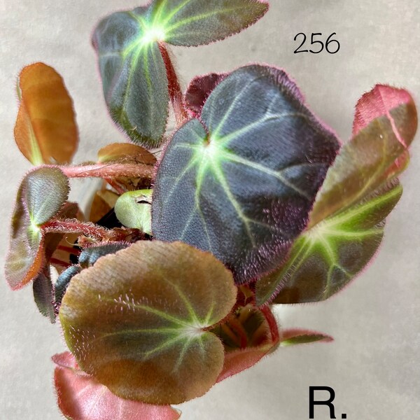 Begonia - Etsy