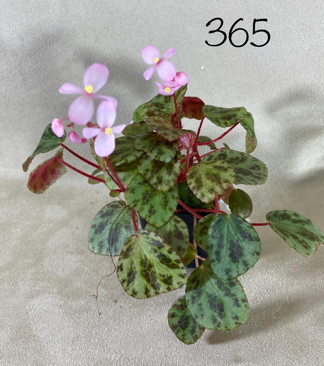 Begonia Biejnenii in 2 Pot, Begonia Miniature. Rare Terrarium/vivarium ...