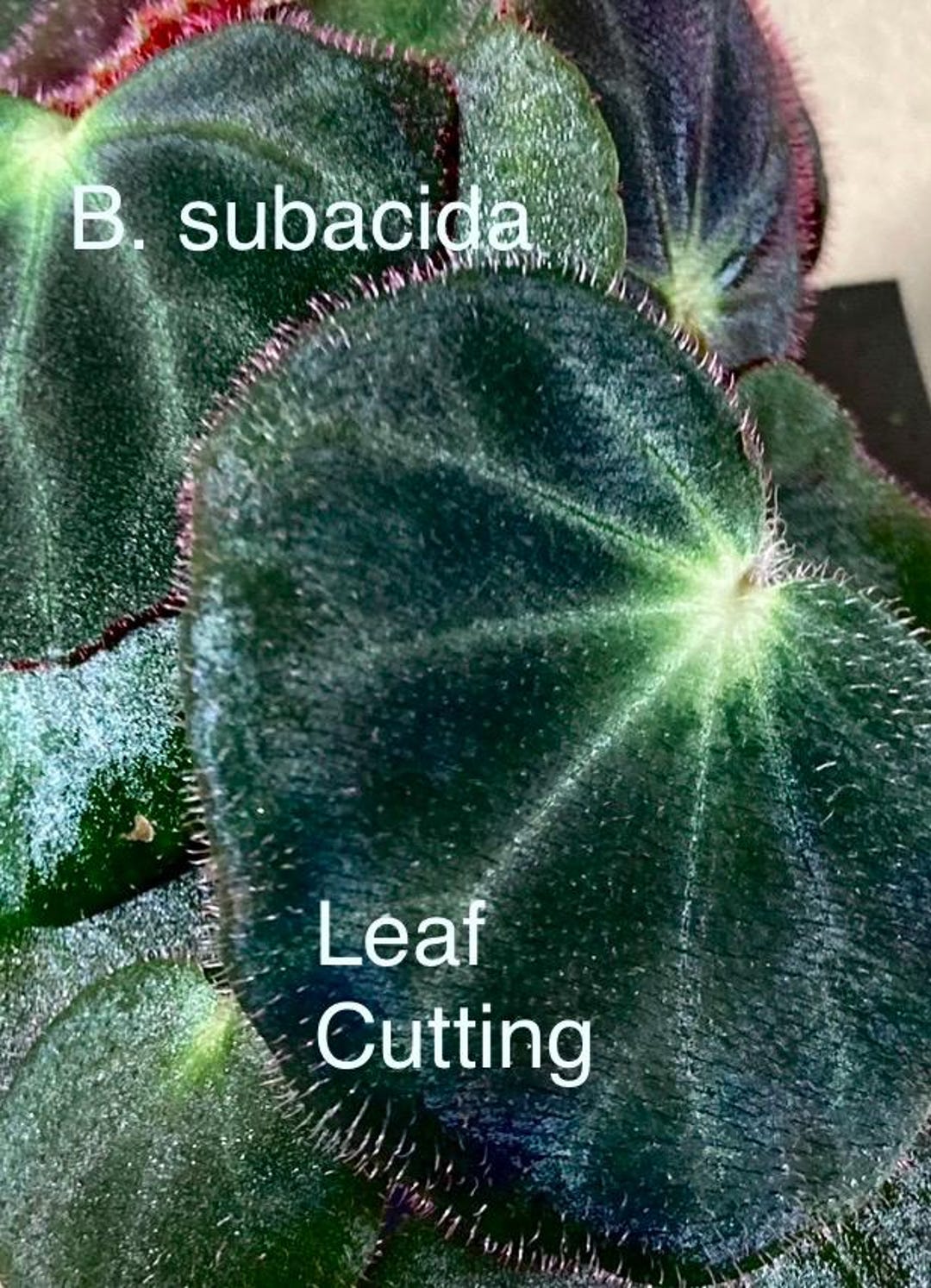 Begonia Subacida. Leaf Cutting. Terrarium Species. - Etsy
