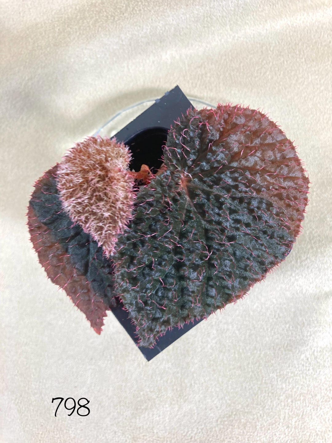 Begonia ‘red Baik’. Hybrid. Actual Plant 770 - Etsy