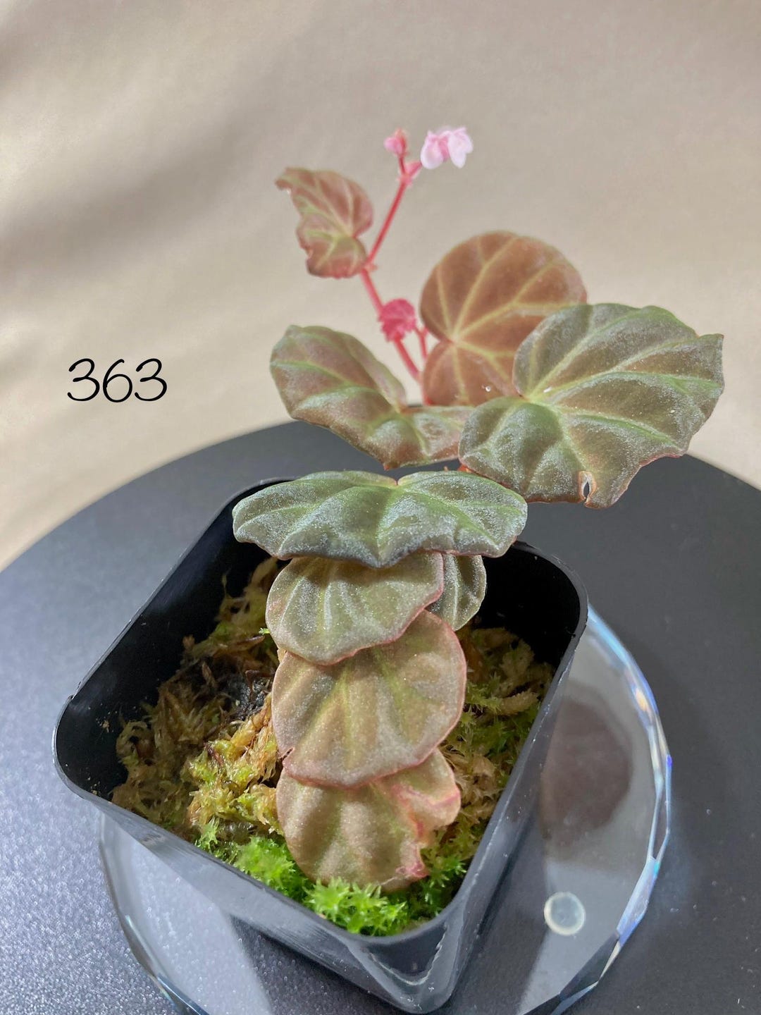 Begonia Sp. Sarawak Actual Plant 363. Video - Etsy